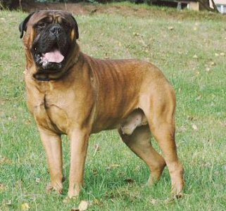 Il carattere del cane bandog | A Quattro Zampe